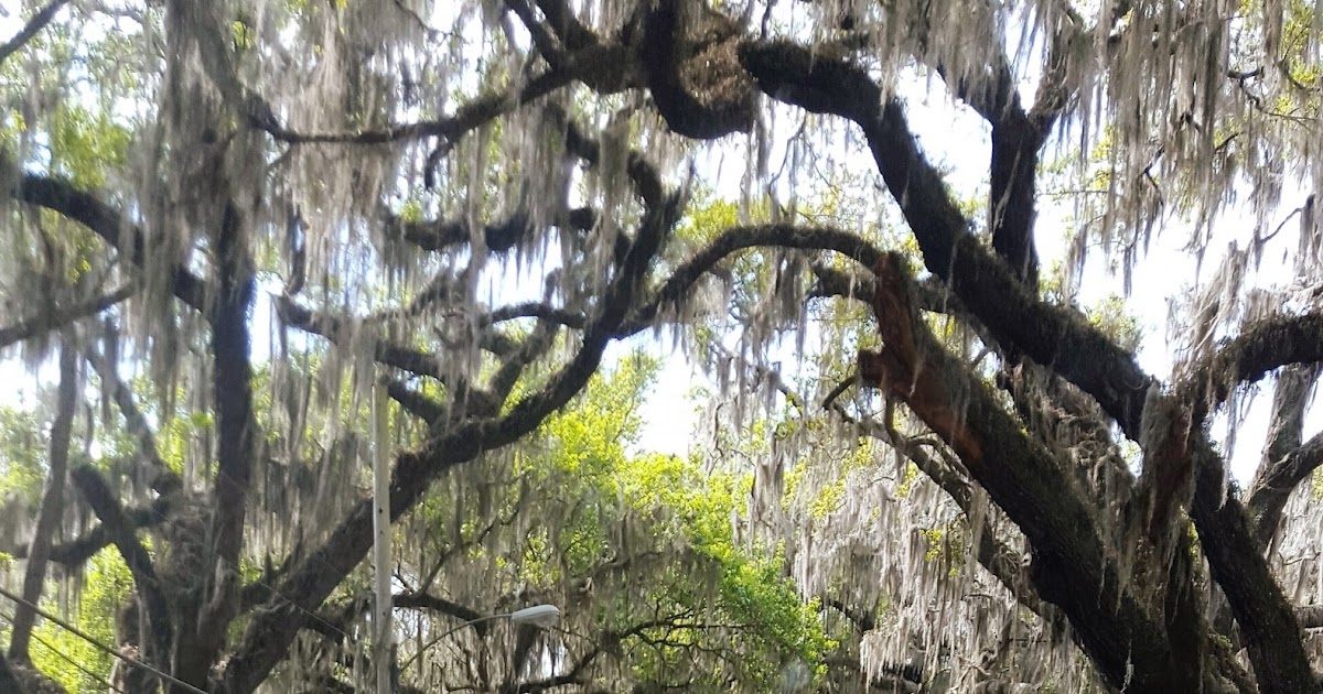 CENTRAL FLORIDA'S FASCINATING HISTORY: PINE CASTLE ORIGINS