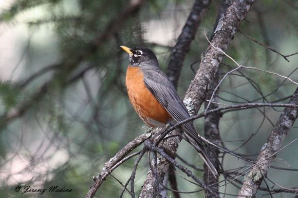 Birding Is Fun!: Sky Island Birding