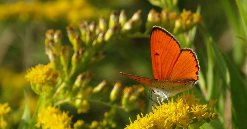 Chwile zaChwycone: Pełen gracji czerwończyk nieparek