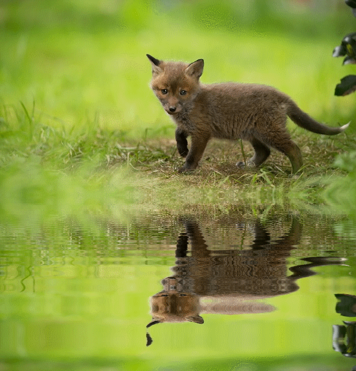 Animagif: Gif animados de animales