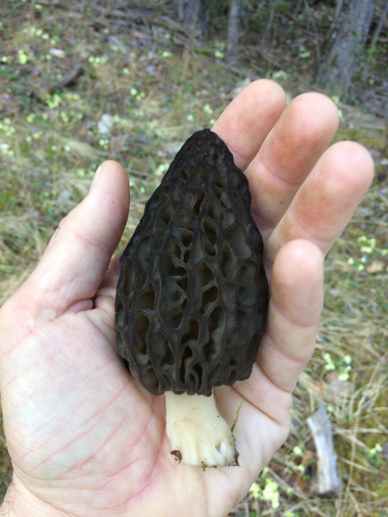 Les mystères de la morille