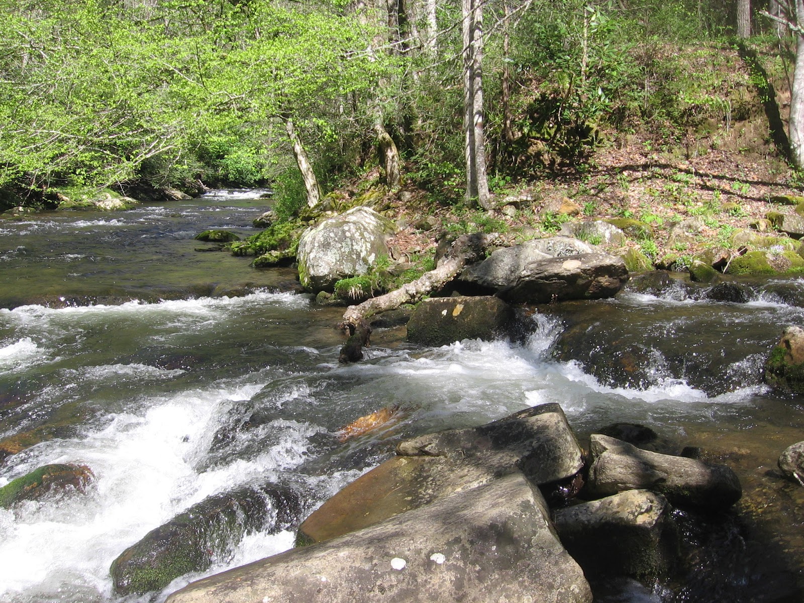 Relaxed Hiking NC: Deep Creek Loop Hike Smokey Mountains 4/7/2012