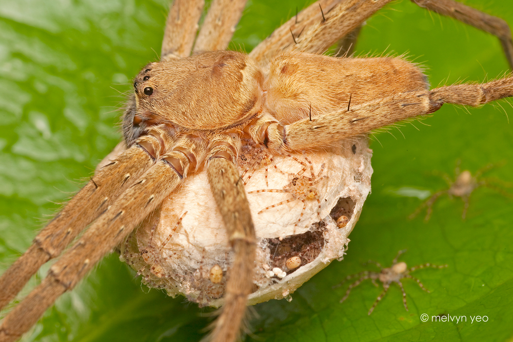 Melvyn's Photography: Heteropoda venatoria