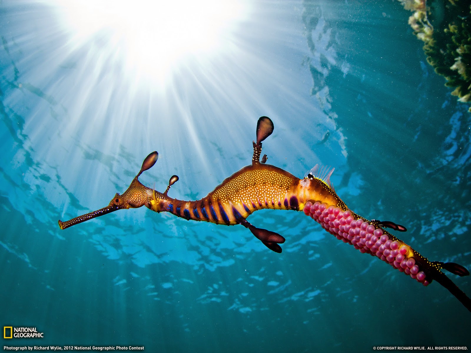 Alam Mengembang Jadi Guru: Sea Dragon