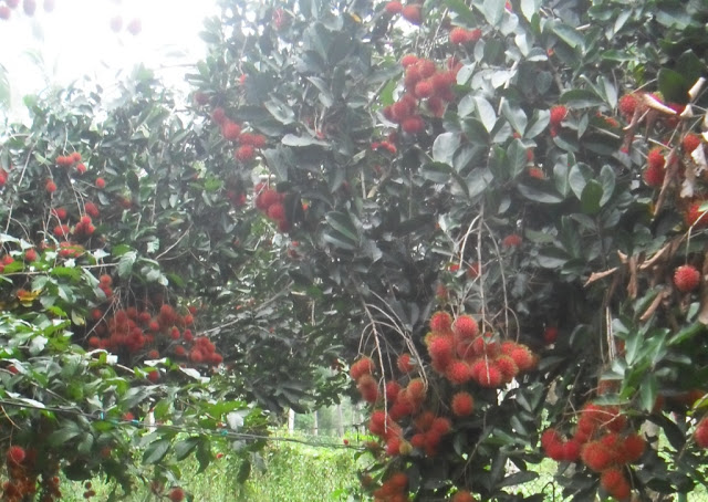 MY TRIPS: Malwana Rambutan in Tree