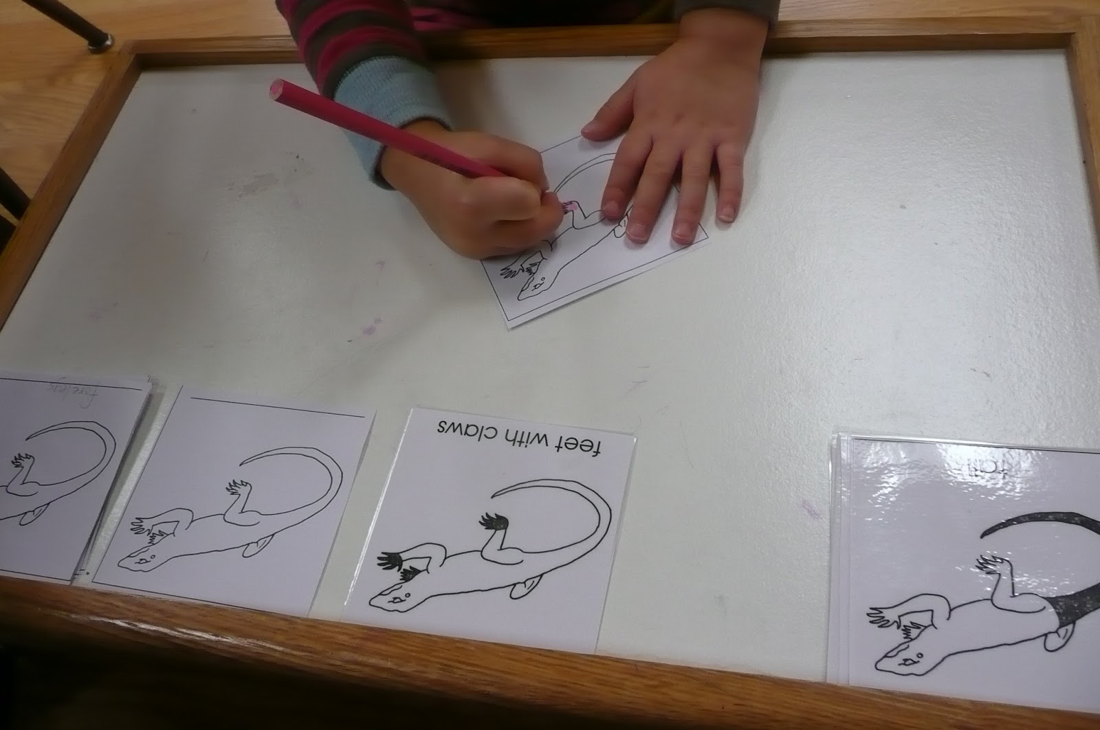 Montessori Teachings: Reptiles!! Another vertebrate!