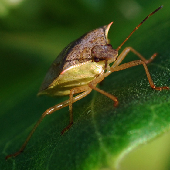 MObugs: Spined Soldier Bug
