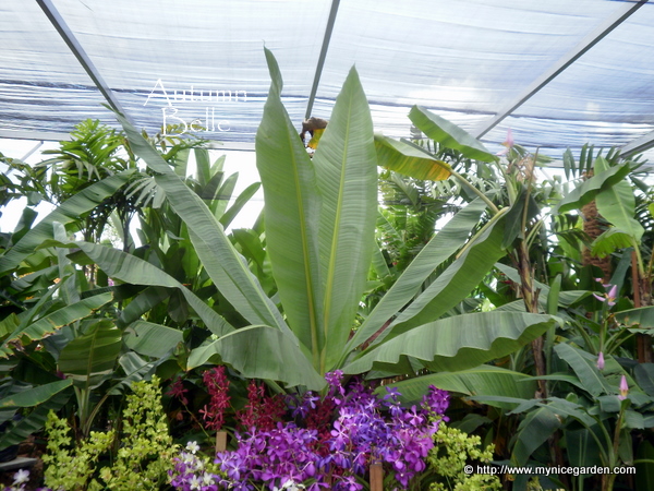 My Tropical Plants Finder: Ensete perrieri - Madagascar Banana
