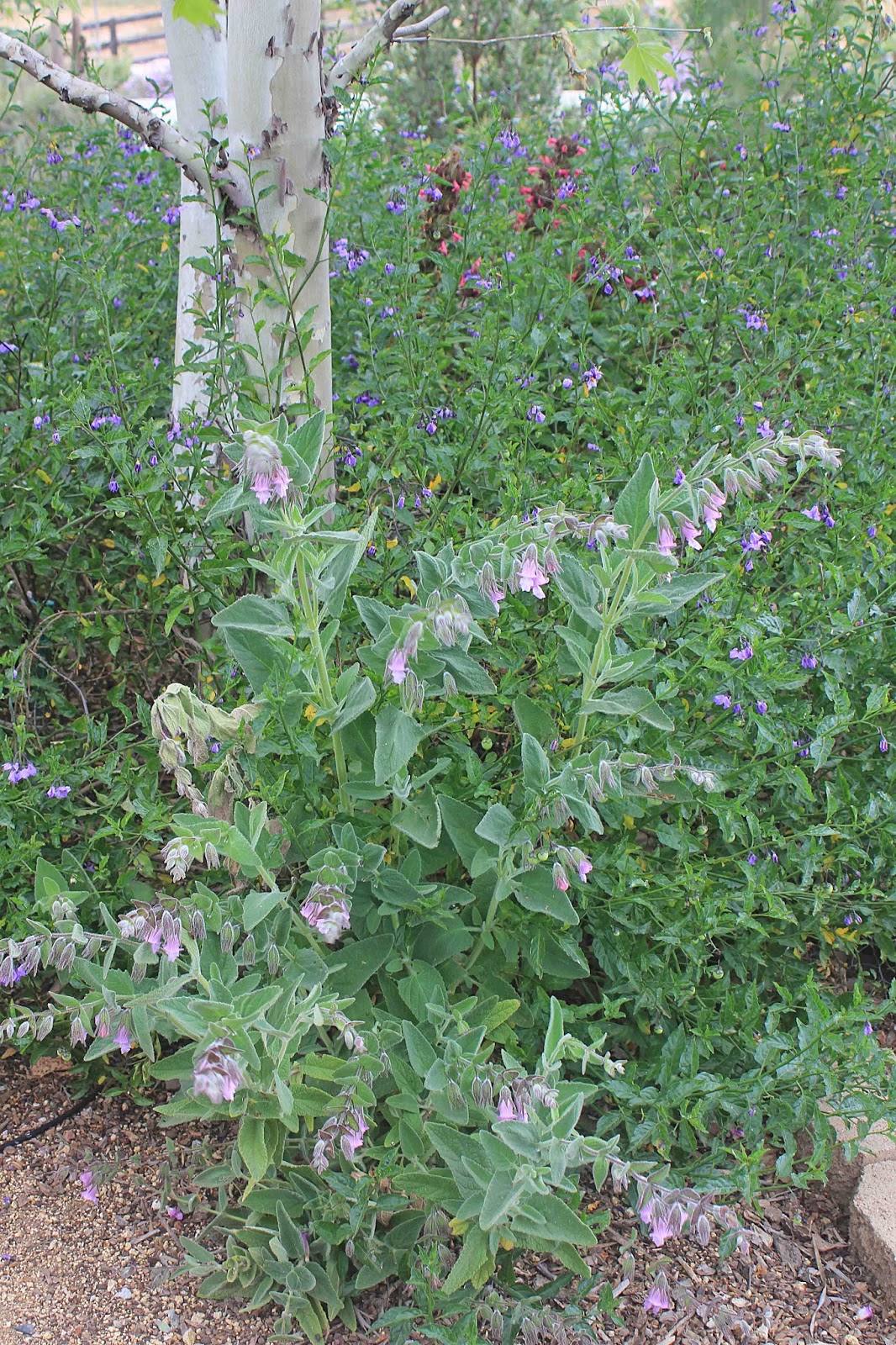 Camissonia's Corner: Fast Forward