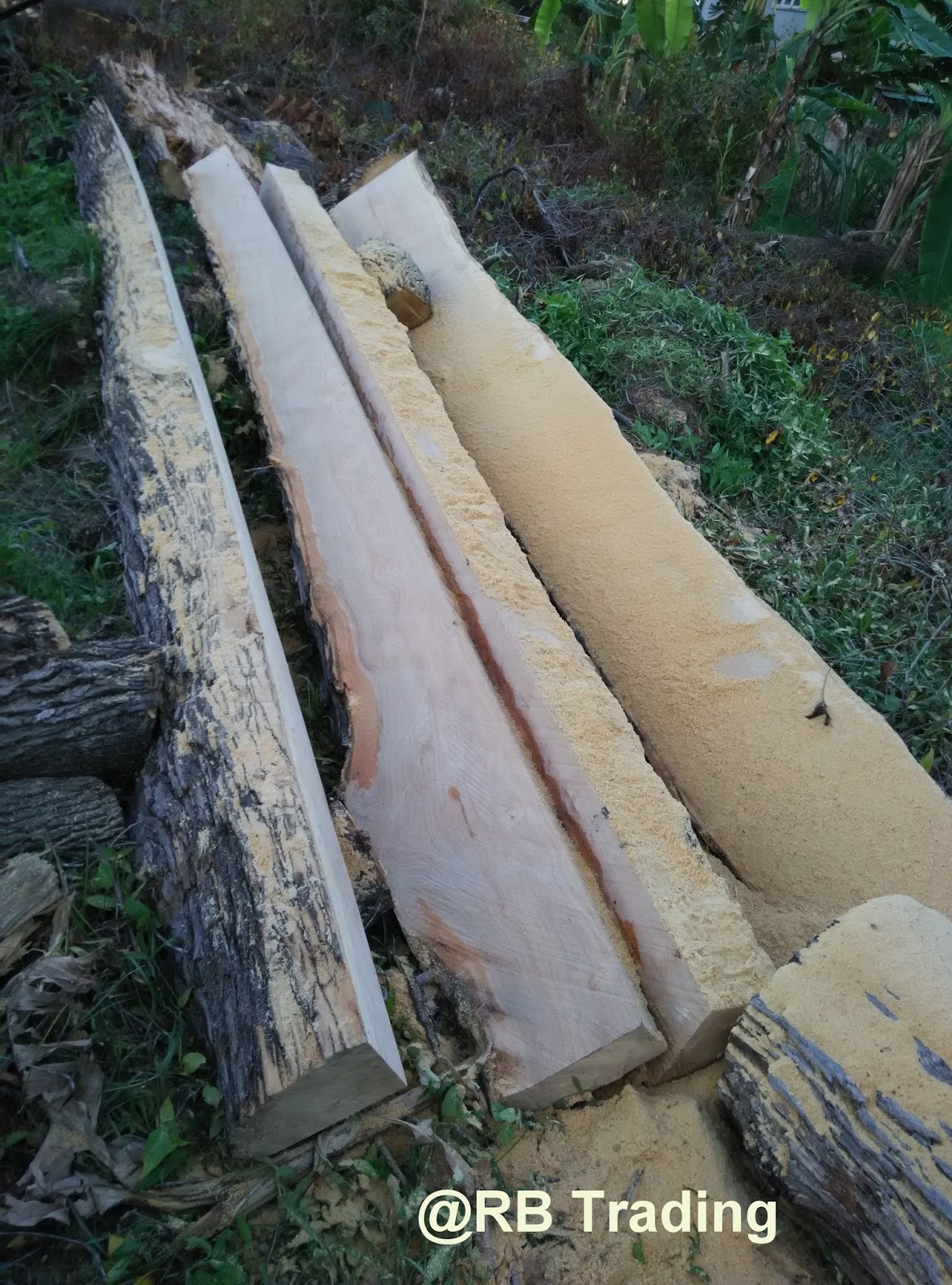 MEMBEKAL KAYU & BAHAN PEMBINAAN: KAYU TEMBESU