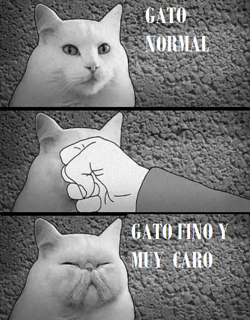 DIFERENCIA ENTRE GATO NORMAL Y FINO | !AY NO MANCHES!