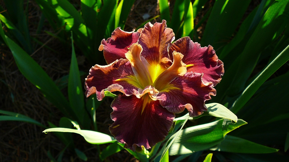 World of Irises: Diversity of Color in Louisiana Irises - Red Irises