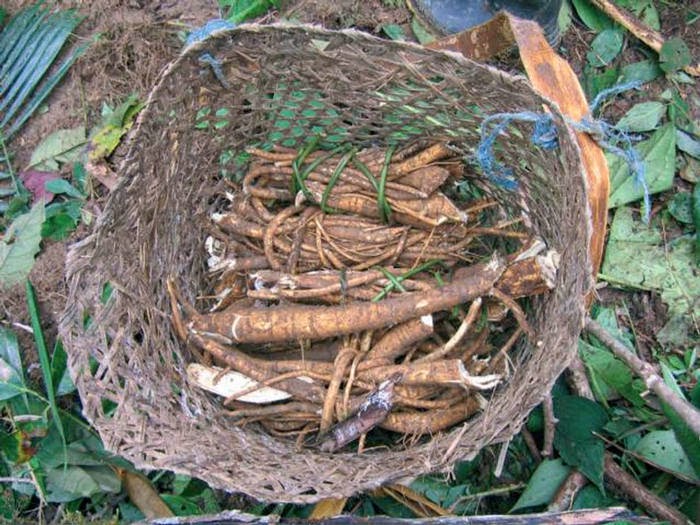 TRAMPA TRADICIONAL DE PESCA CON BARBASCO