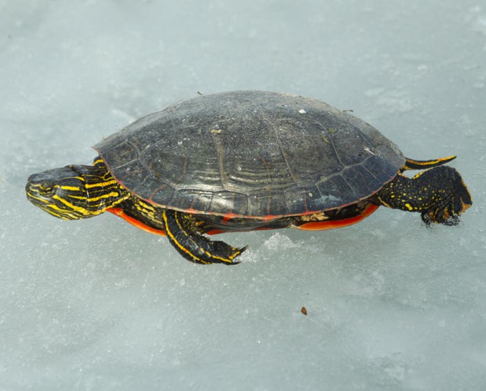 All of Nature: Turtle on Ice