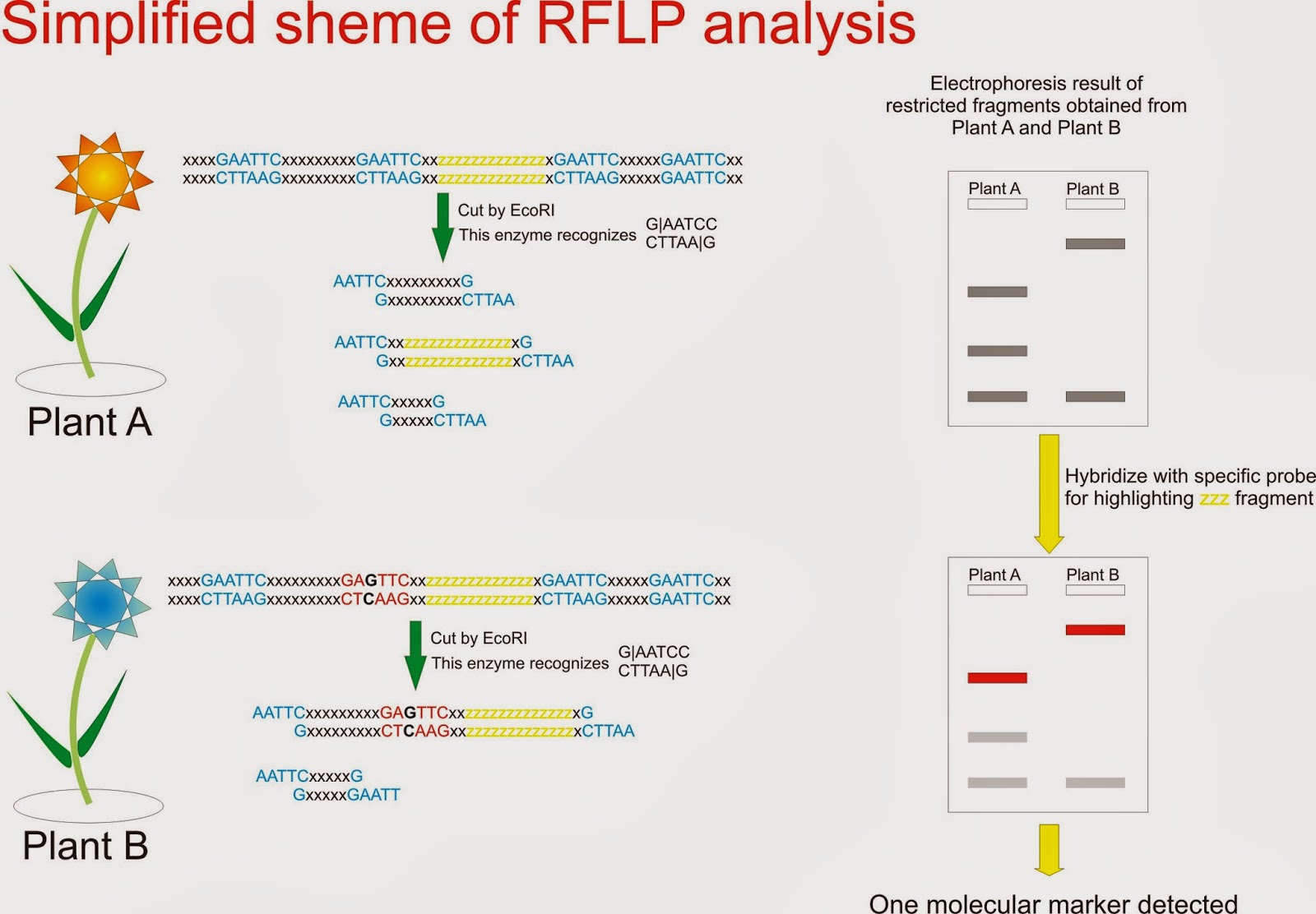 RFLP - Restriction Fragment Length Polymophism - Khám phá sinh học