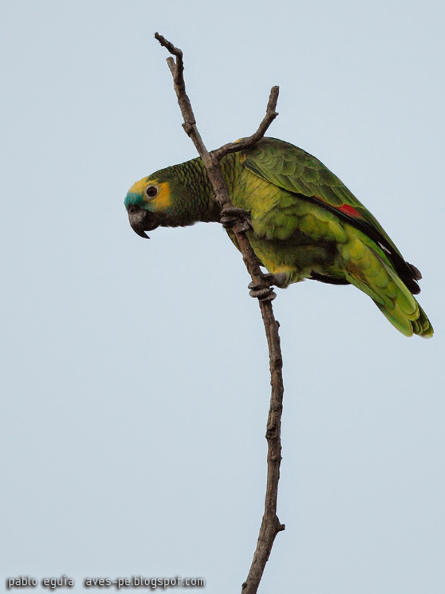 mis fotos de aves: Amazona aestiva Loro Hablador Turquoise-fronted Amazon