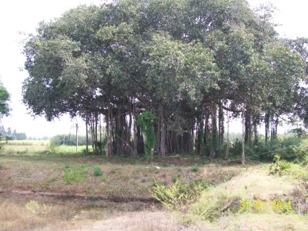Prakruti -Mother Nature: 3 Trees in Shree Vishnu Sahasranama