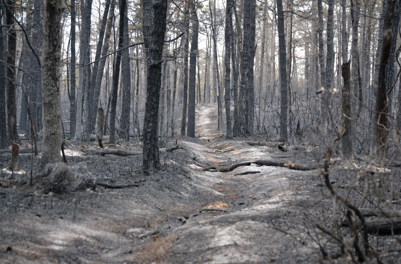 Woods Walks and Wildlife: Please Don't Burn Down the Pine Barrens