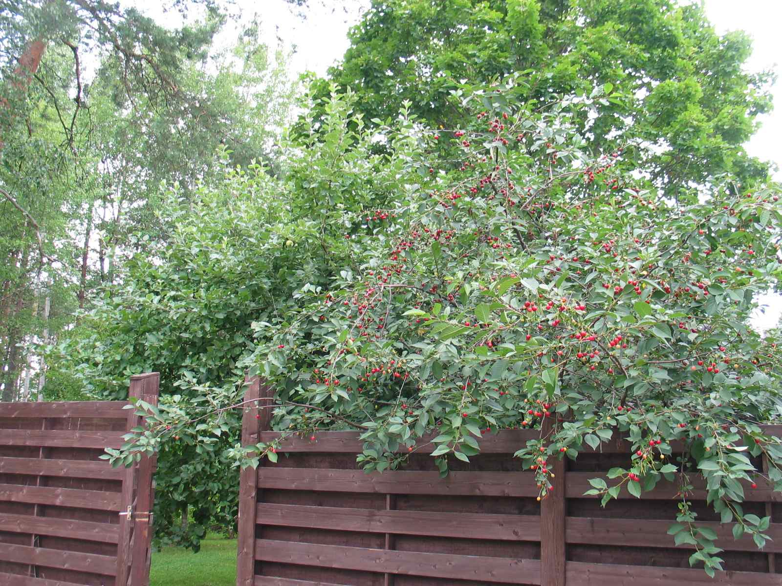 apinalandia: Kirsikoita