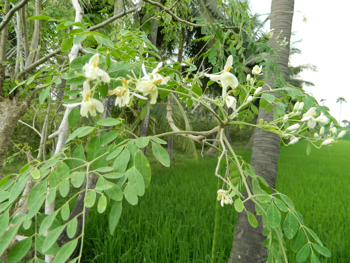 Drum Sticks-మునగ | PicsVillage