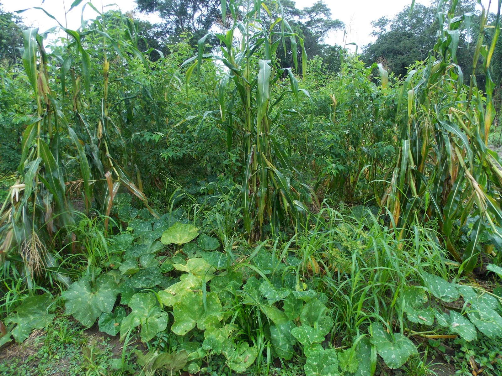 VISIÓN AGROECOLÓGICA: Maduro llama a implementar el conuco a gran ...