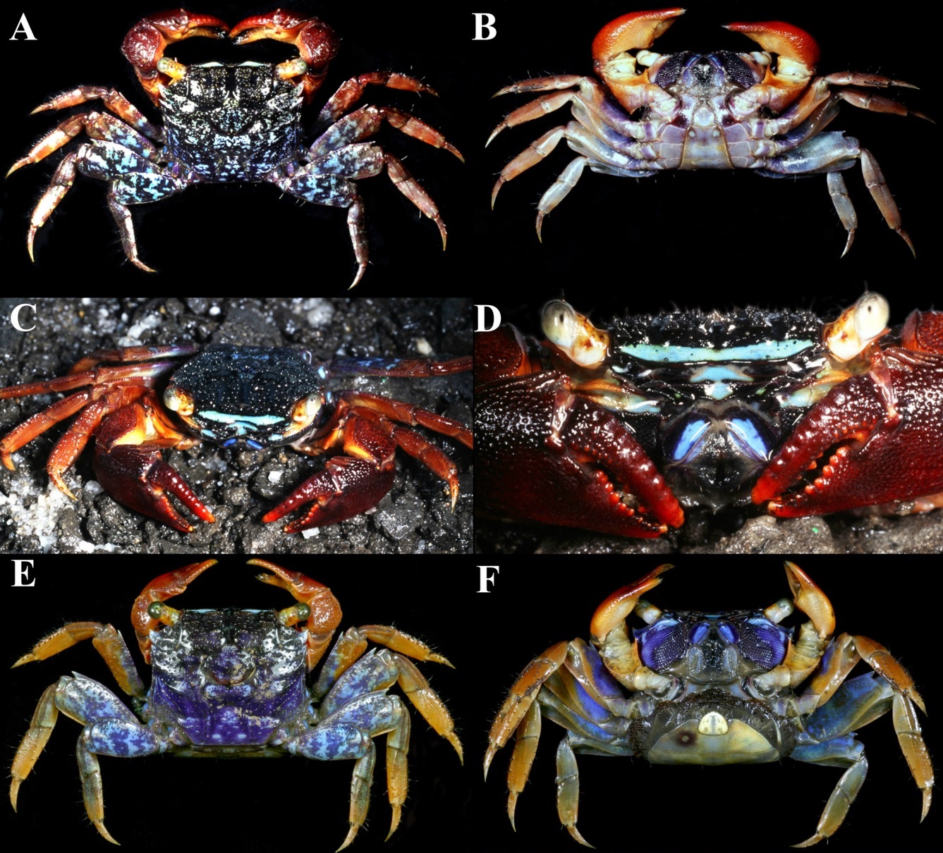 Species New to Science: [Crustacea • 2018] Parasesarma peninsulare ...