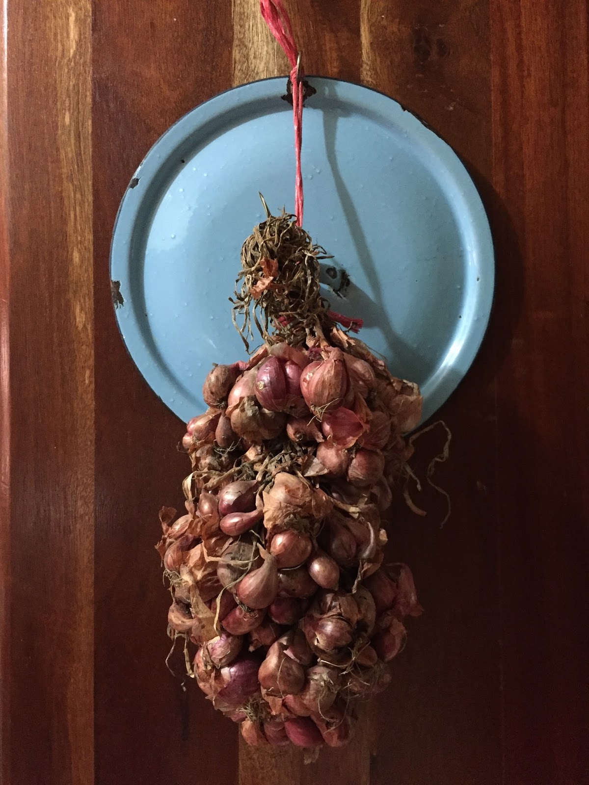 El cebollín, un aliado en la cocina y en la medicina folklórica ...