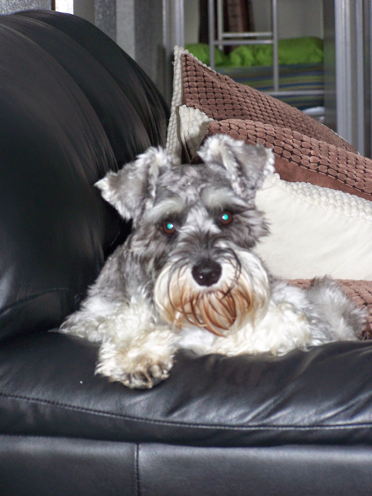 Spotcombengal Cats : Shades of Gray miniature schnauzers - new testimonials