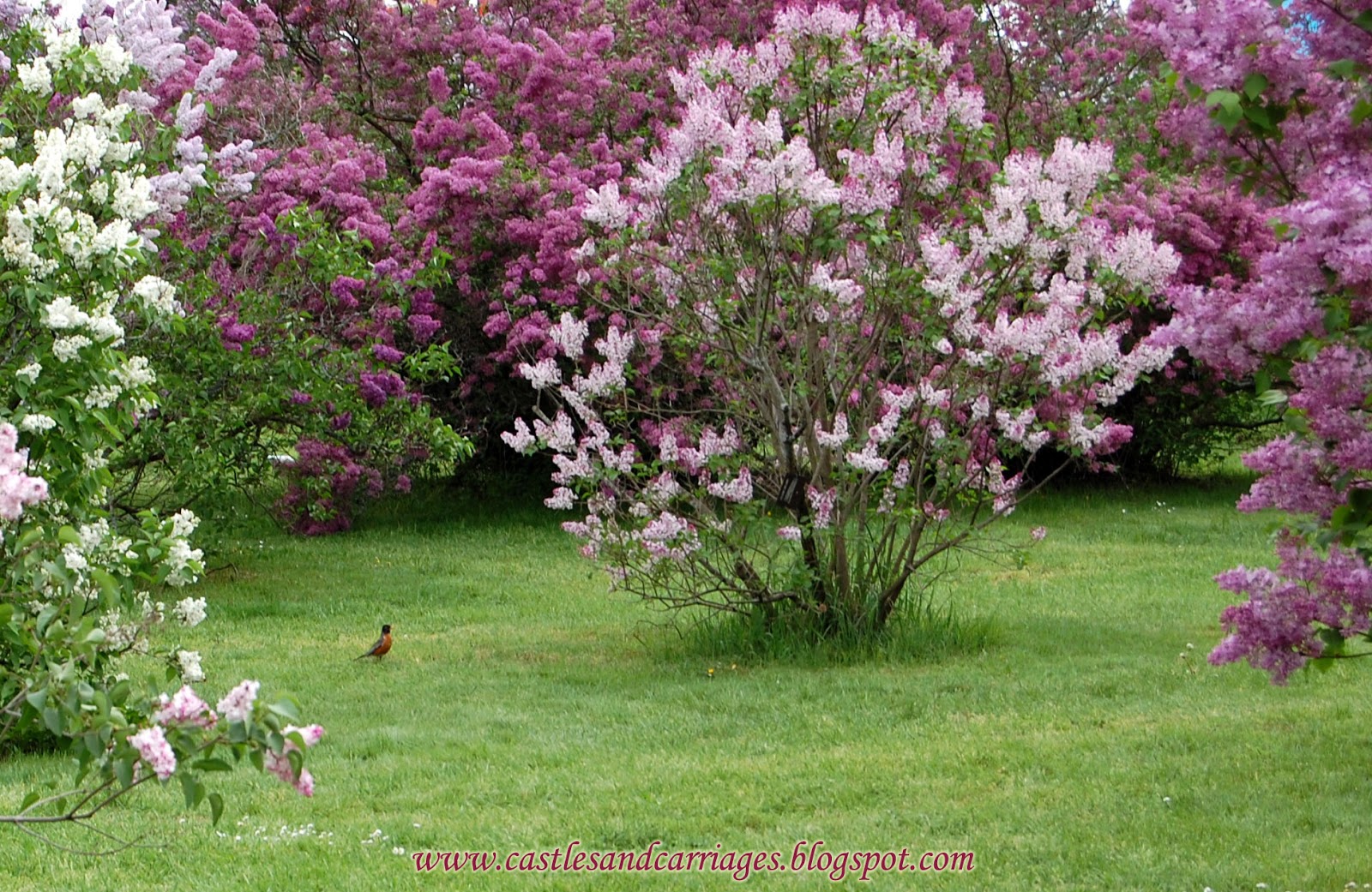 Rochester Lilac Festival