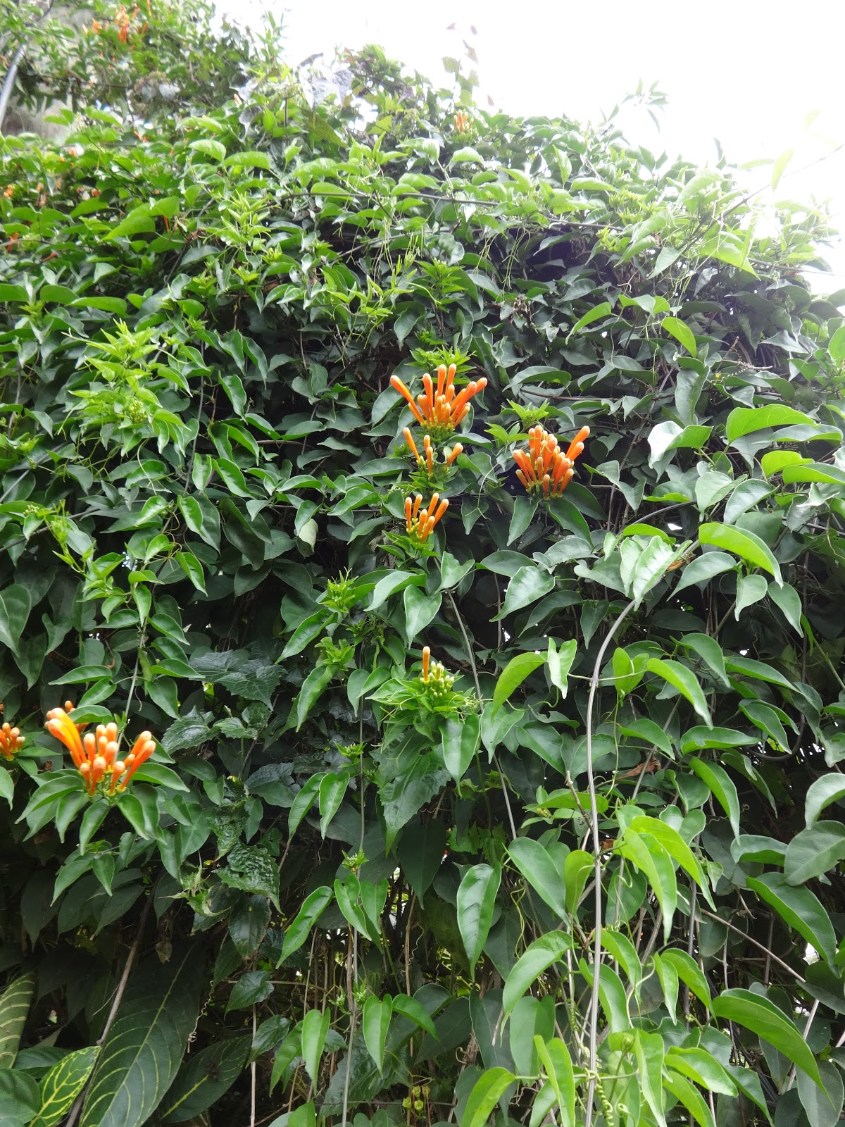 Herbs from Distant Lands: Pyrostegia venusta - Flame Flower, Golden ...