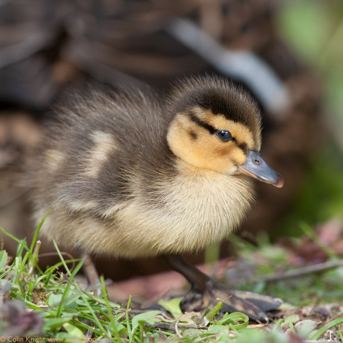 Postcards from Sussex: A dozen Ducklings