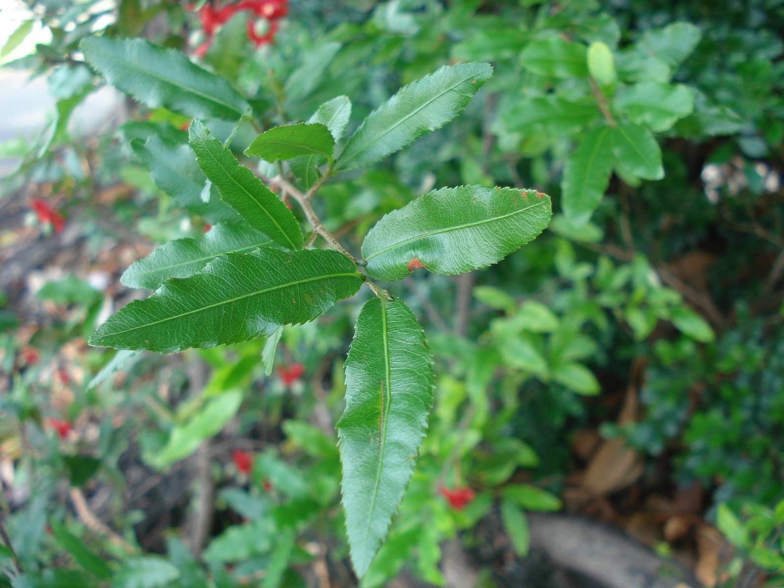 arboreo.net: Ócna, Mickey