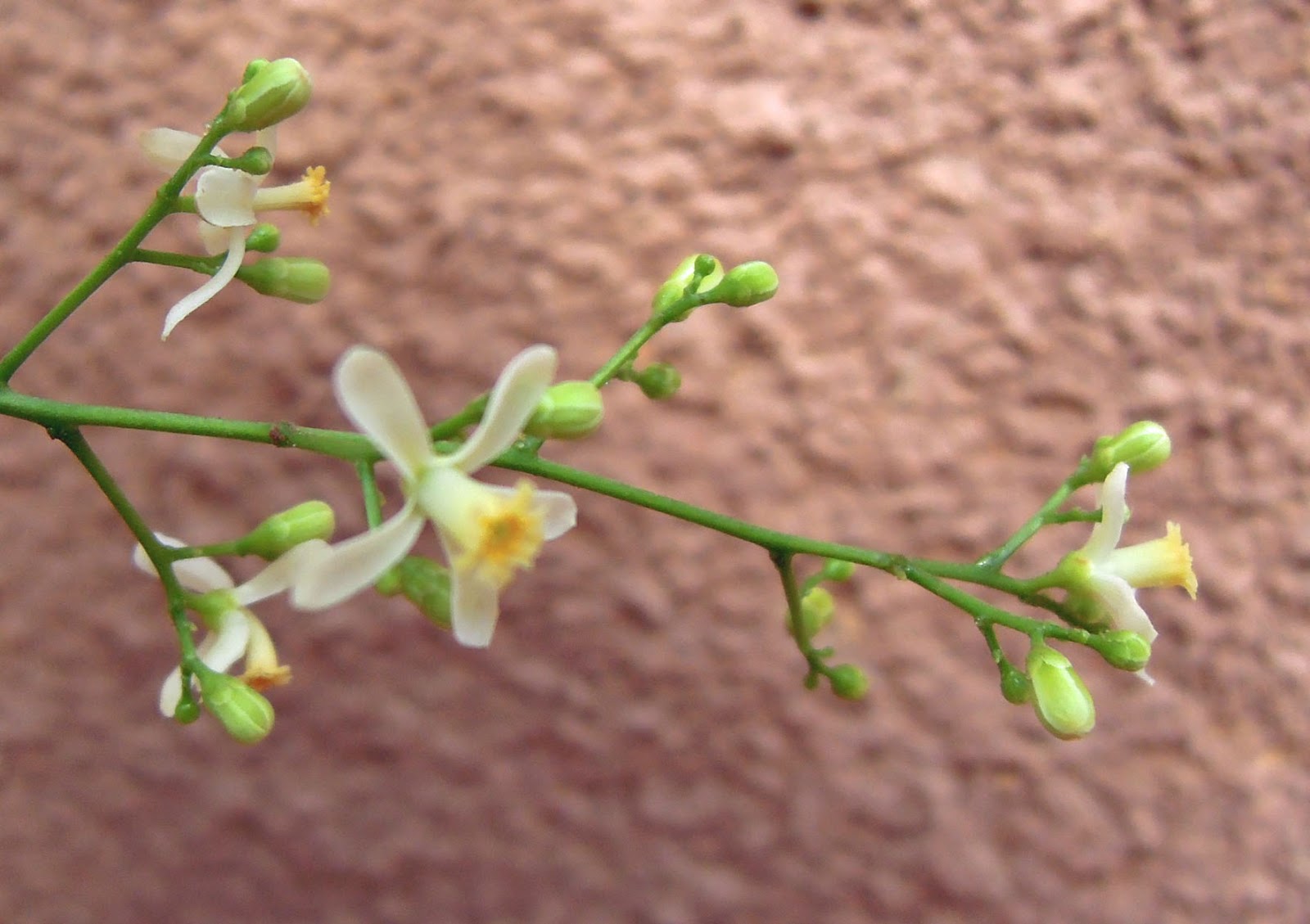 PASSIONS SUD: Plante magique n°2 : le neem (margousier)