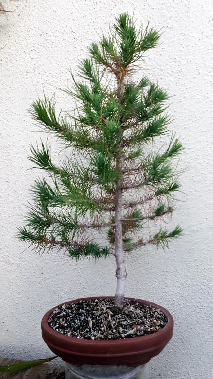 Bonsai-misadventures: Afghan Pine, a desert star