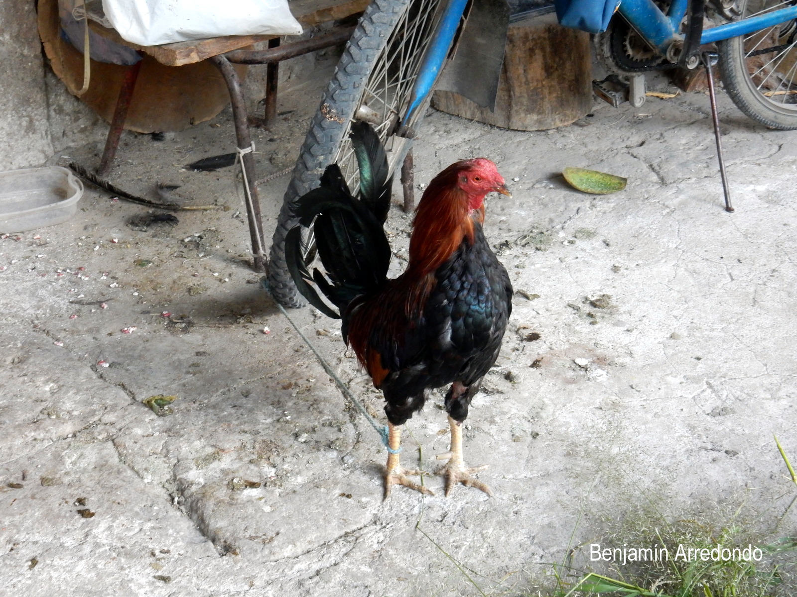 El Bable: El gallo, su simbología y su presencia en los Nacimientos de ...