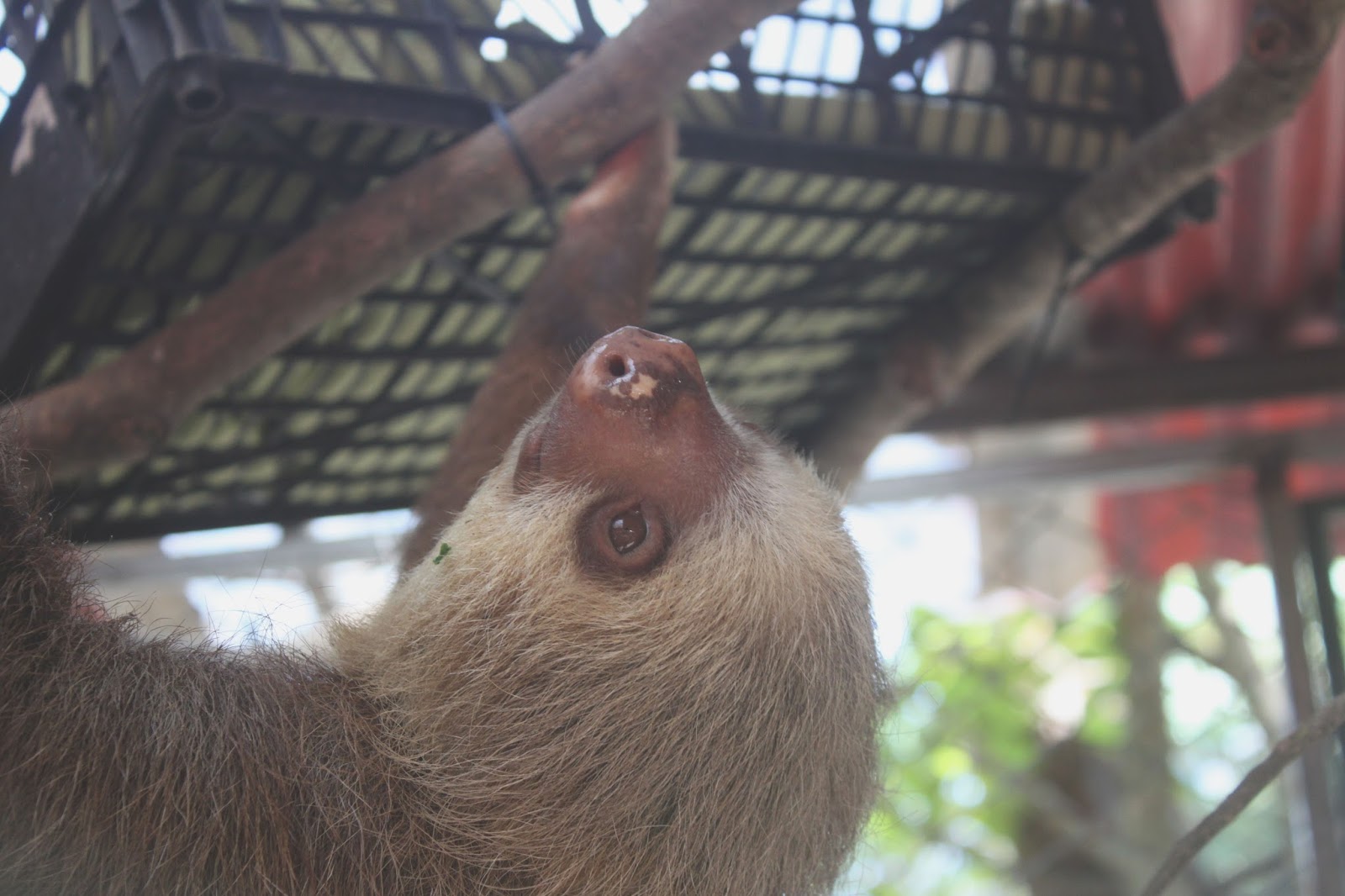 Sloths, Sloths, Sloths!