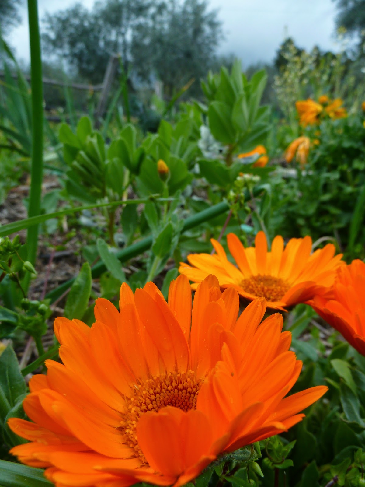 o brilho da luz: Calendula - uma flor que é uma Maravilha