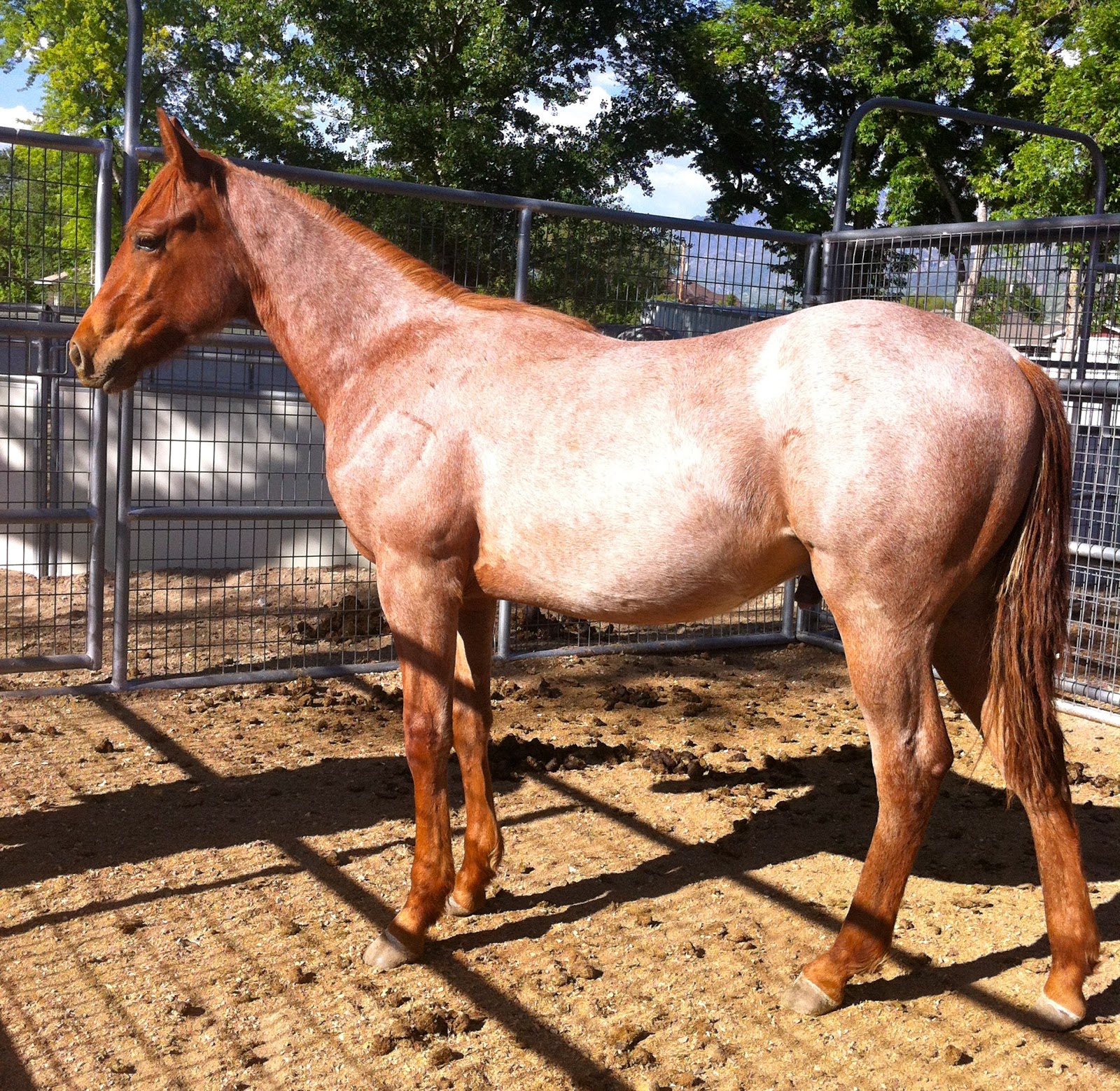 Roan River Ranch Quarter Horses: 2011 Red Roan Cow Horse Colt