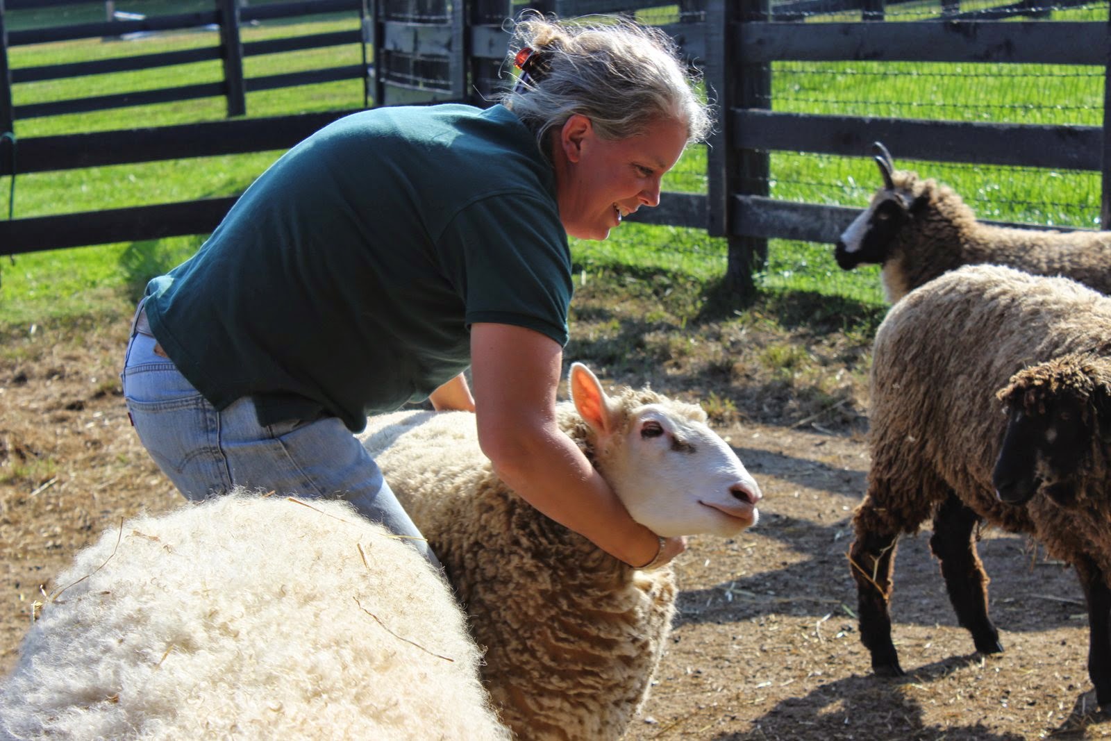(Inter) National Hug A Sheep Day: Kentucky Hugs