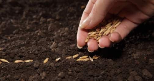 #PANEQUOTIDIANO, «Così è il regno di Dio: come un uomo che getta il ...