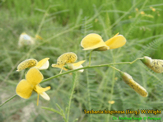 Medicinal Plants: Sesbania bispinosa, Dunchi fiber, Prickly Sesban ...