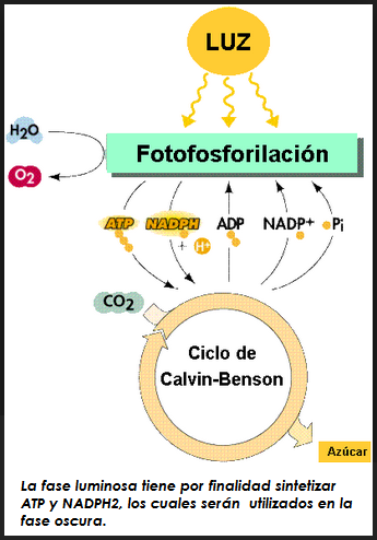 Fotosíntesis - Banco de Preguntas de Biología