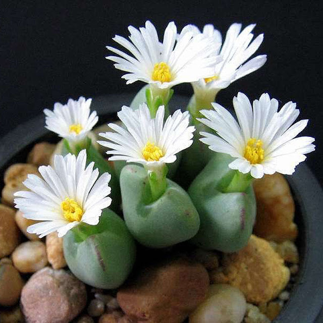 FLOR LITHOPS PIEDRA