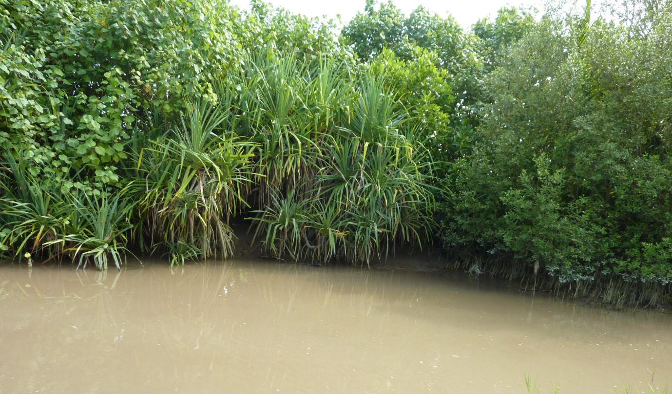 Getting more Mangrove Ecosystem Baros Bantul