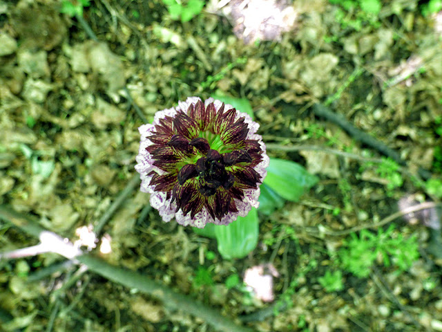 Flori din padure: Orhidee Salbatice in Muntii Macinului (Orchis ...