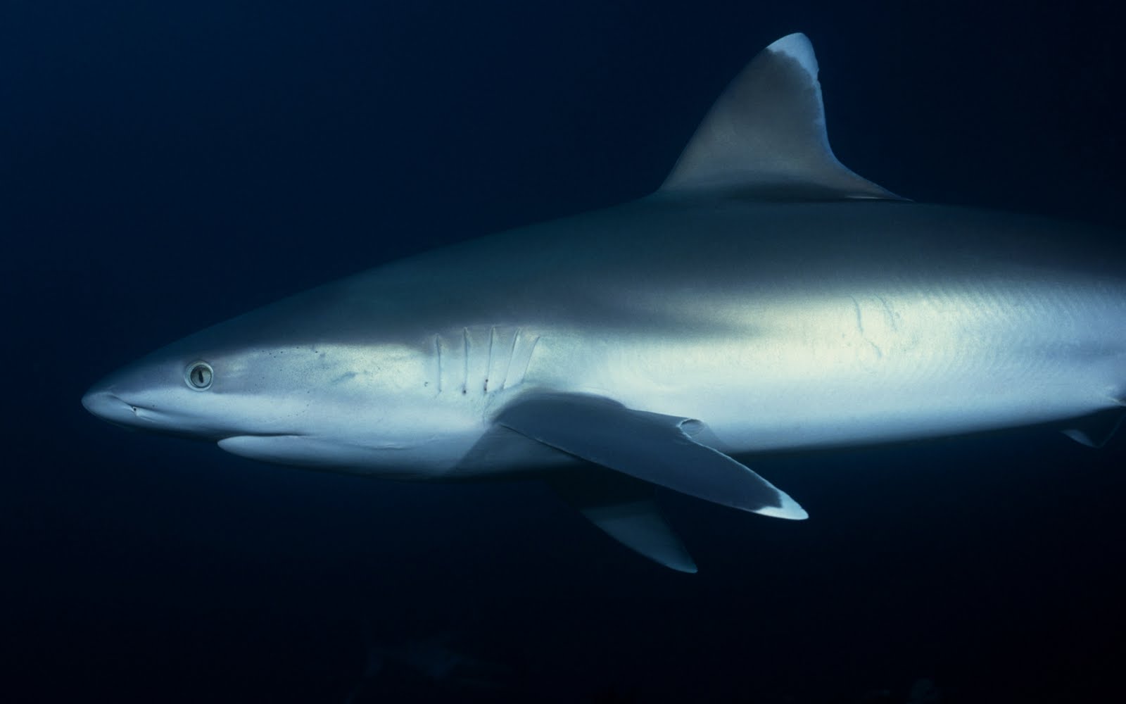 Wallpapers And Backgrounds: Sea Animal HD Wallpapers