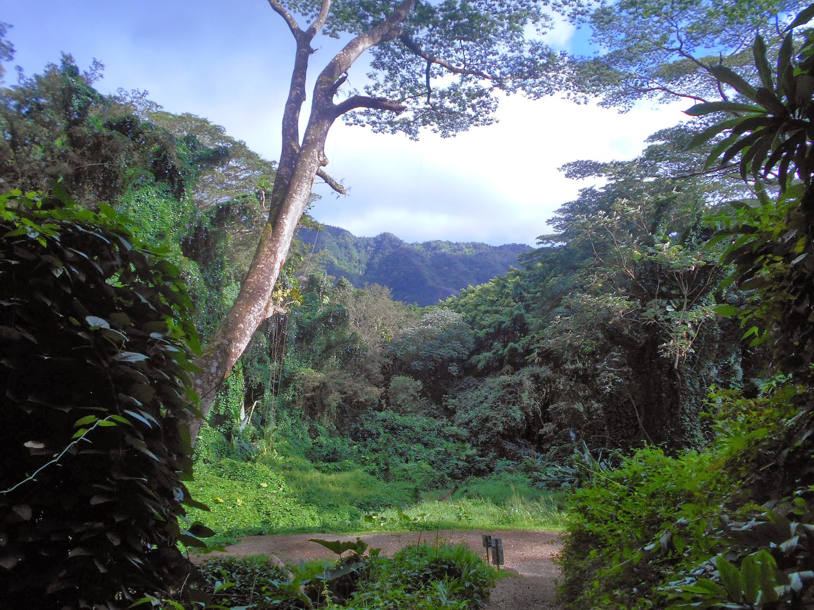 2,390 Miles Away: Magnificent Manoa Falls Trail