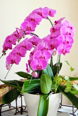 Hiasan Bunga Dalam Pot