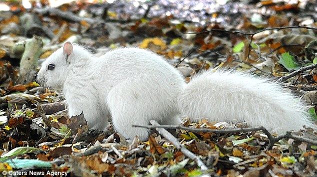White Wolf : Incredibly Rare All-white Squirrel Spotted in the UK Wild