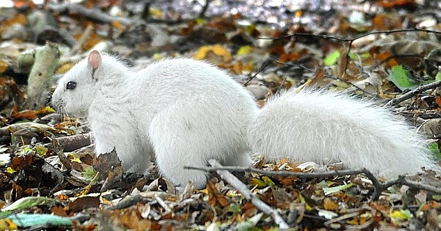 White Wolf : Incredibly Rare All-white Squirrel Spotted in the UK Wild